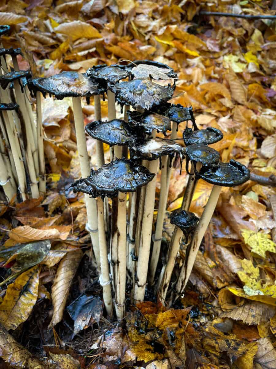 Shaggy Mane Mushroom Soup Recipe The Sophisticated Caveman® 5473